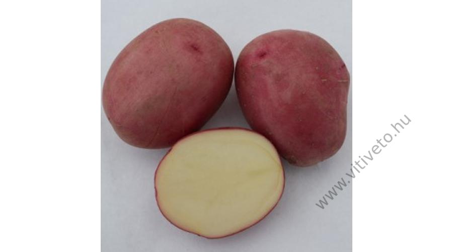 Botond 35-55 mm 25 kg SE - Burgonya - Vitivető vetőmag webáruház